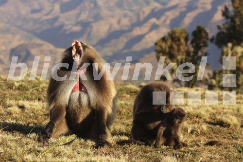 blickwinkel - Dschelada, Blutbrustpavian, Blutbrust-Pavian ...