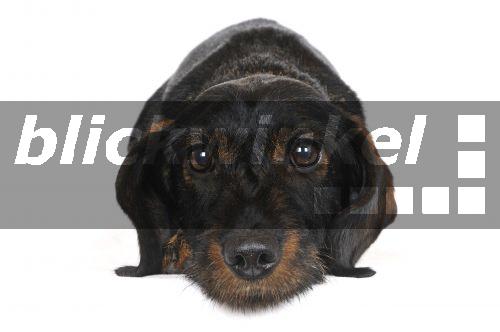 blickwinkel - Rauhhaardackel, Rauhhaar-Dackel, Rauhaardackel, Rauhaar ...