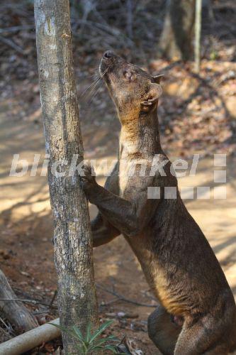 blickwinkel - Fossa, Frettkatze, Frett-Katze (Cryptoprocta ferox ...