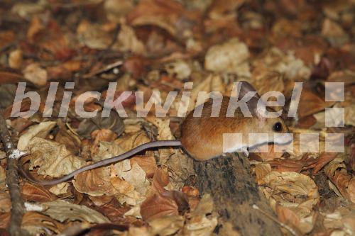 blickwinkel - Westlicher Bilchschwanz (Eliurus myoxinus), nachts am ...