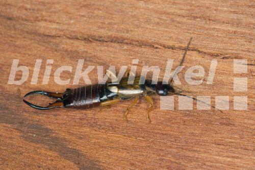 blickwinkel - Gemeiner Ohrwurm (Forficula auricularia), Maennchen mit ...