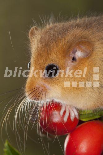 blickwinkel - Haselmaus, Hasel-Maus (Muscardinus avellanarius), frisst ...