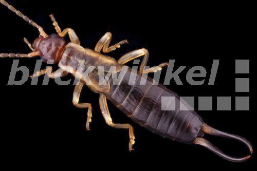 blickwinkel - Gemeiner Ohrwurm (Forficula auricularia), Maennchen von ...