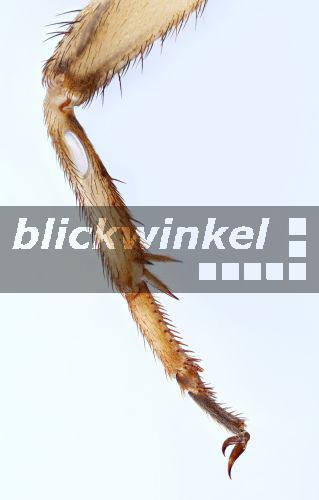 blickwinkel - Heimchen, Hausgrille, Haus-Grille (Acheta domesticus ...