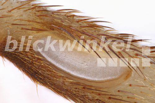 blickwinkel - Heimchen, Hausgrille, Haus-Grille (Acheta domesticus ...