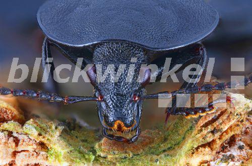 blickwinkel - Schwarzer Schneckenjaeger, Schwarzer Aaskaefer ...