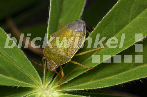 blickwinkel - Gruene Stinkwanze, Faule Grete, Gemeine Stinkwanze ...