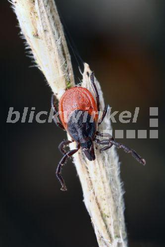 blickwinkel - Zecke, Gemeiner Holzbock (Ixodes ricinus), Weibchen sitzt ...