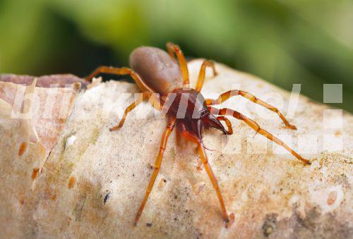blickwinkel - Grosser Asseljaeger, Asselspinne, Assel-Spinne (Dysdera ...