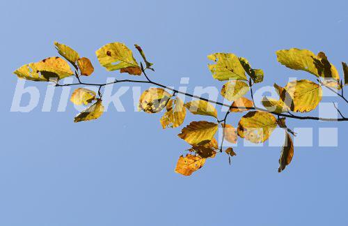 blickwinkel - Rotbuche, Rot-Buche, Buche (Fagus sylvatica), Buchenzweig ...