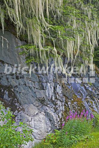blickwinkel - Westliche Hemlocktanne, Westliche Hemlock-Tanne (Tsuga ...