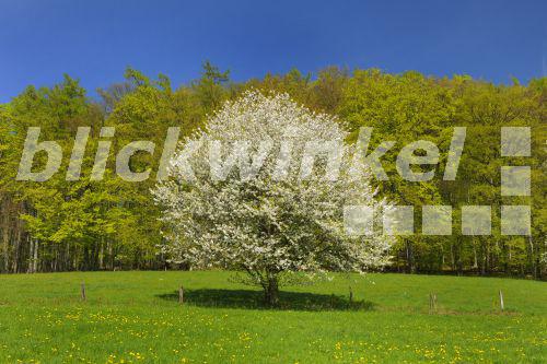 blickwinkel - Suess-Kirsche, Suesskirsche, Kirschbaum, Kirsch-Baum ...