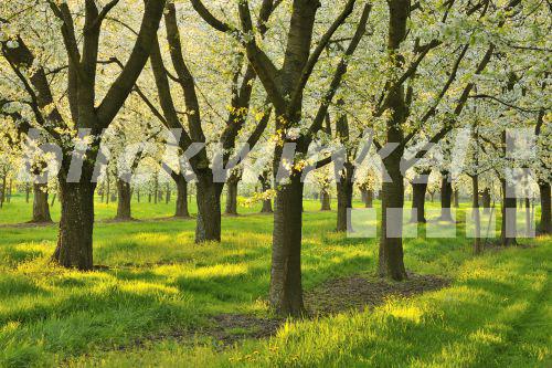 blickwinkel - Suess-Kirsche, Suesskirsche, Kirschbaum, Kirsch-Baum ...