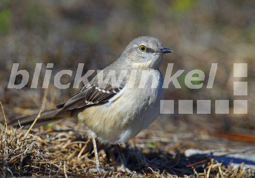 blickwinkel - Spottdrossel, Spott-Drossel (Mimus polyglottos), am Boden ...