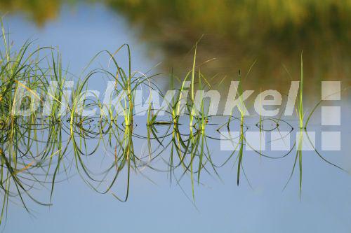 blickwinkel - Sumpf-Segge, Sumpfsegge (Carex acutiformis), Spiegelbild ...