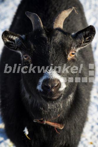 blickwinkel - Hausziege, Haus-Ziege (Capra hircus, Capra aegagrus f ...
