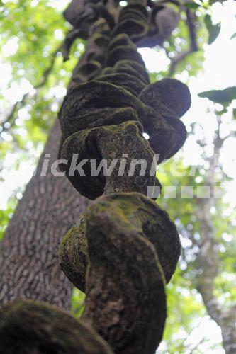 blickwinkel - vom Baum haengende Liane im tropischen Regenwald ...