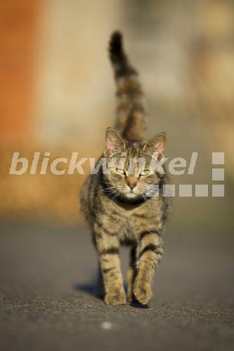 blickwinkel - Hauskatze, Haus-Katze (Felis silvestris f. catus), braun ...