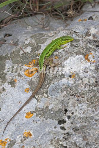blickwinkel - Sizilianische Mauereidechse (Podarcis wagleriana, Lacerta ...