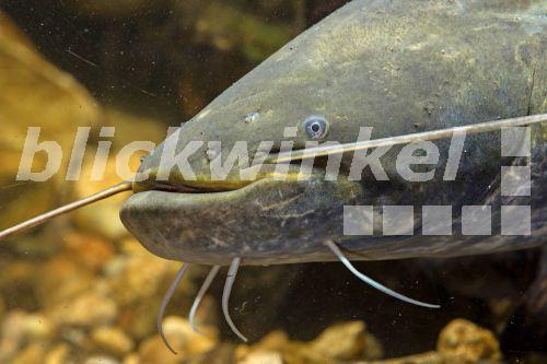 blickwinkel - Europaeischer Wels, Flusswels, Wels, Waller, Schaiden ...