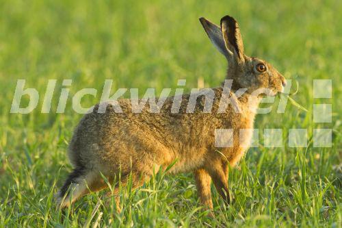 blickwinkel - Europaeischer Hase, Europaeischer Feldhase (Lepus ...