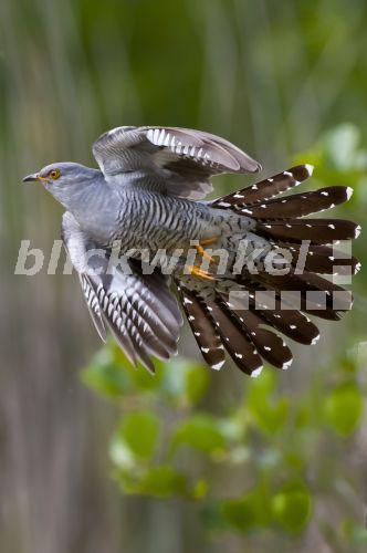 blickwinkel - Kuckuck (Cuculus canorus), fliegender Kuckuck ...