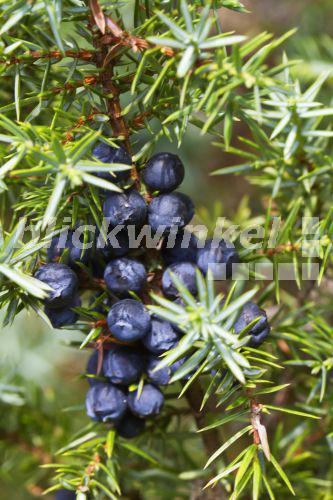 blickwinkel - Gemeiner Wacholder, Gewoehnlicher Wacholder (Juniperus ...
