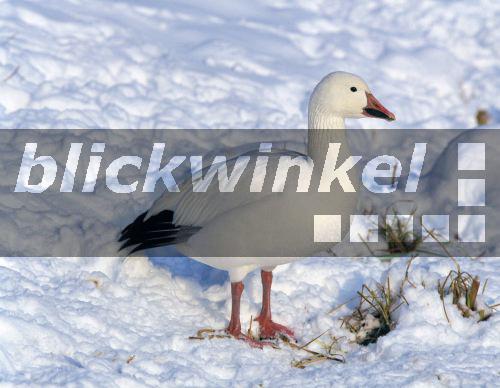 blickwinkel - Schneegans, Schnee-Gans (Anser caerulescens, Chen ...