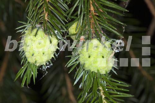 blickwinkel - Fichten-Kleingallenlaus, Fichtenkleingallenlaus (Adelges ...