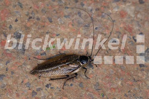 blickwinkel - Echte Waldschabe, Wald-Schabe, Podas Waldschabe (Ectobius ...