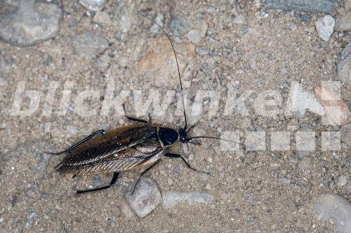 blickwinkel - Echte Waldschabe, Wald-Schabe, Podas Waldschabe (Ectobius ...