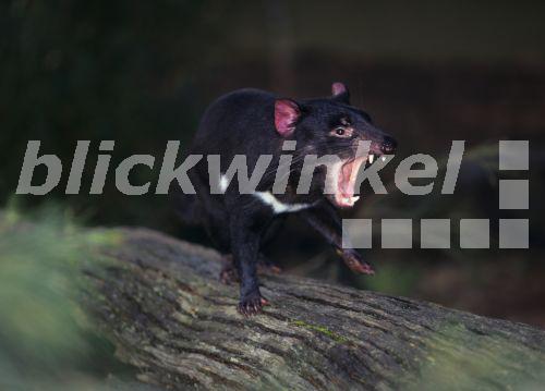 blickwinkel - Beutelteufel, Tasmanischer Teufel (Sarcophilus harrisii ...