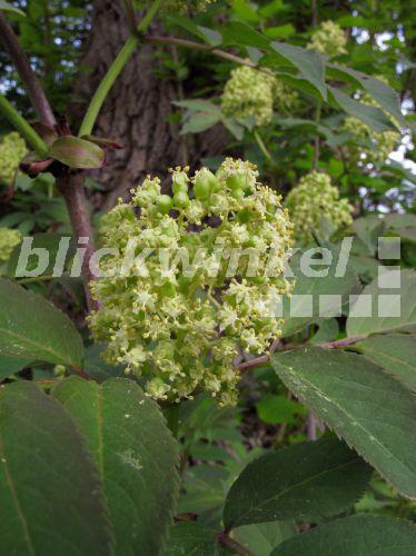blickwinkel - Roter Holunder, Bergholunder, Berg-Holunder ...