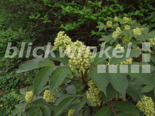 blickwinkel - Roter Holunder, Bergholunder, Berg-Holunder ...