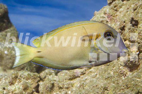 blickwinkel - Gelber Doktorfisch, Orangefleck-Doktorfisch ...