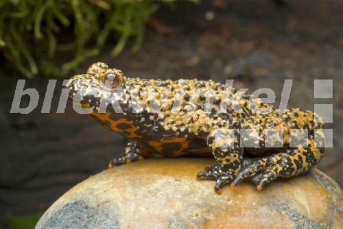blickwinkel - Chinesische Rotbauchunke (Bombina orientalis Red ...