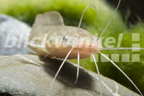 blickwinkel - Froschwels, Frosch-Wels, Bueschelwels, Bueschel-Wels ...