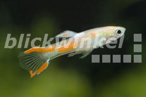 blickwinkel - Endlers Guppy (Poecilia wingei), Zuchtform Gold - Endler ...