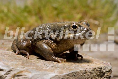 blickwinkel - Oman-Kroete, Omankroete (Bufo dhufarensis), auf einem ...