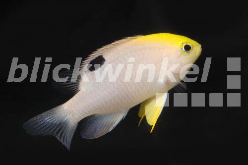 blickwinkel - Talbots Demoiselle (Chrysiptera talboti), schwimmend ...