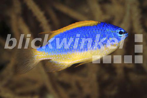 blickwinkel - Suedsee-Demoiselle, Suedseedemoiselle, Suedsee-Teufel ...