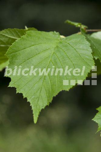 blickwinkel - Hasel, Haselstrauch, Gewoehnliche Haselnuss (Corylus ...