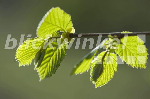 blickwinkel - Hasel, Haselstrauch, Gewoehnliche Haselnuss (Corylus ...