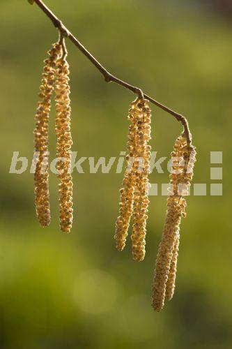 blickwinkel - Hasel, Haselstrauch, Gewoehnliche Haselnuss (Corylus ...
