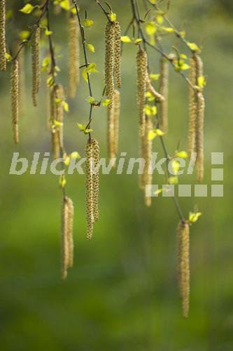 blickwinkel - Hasel, Haselstrauch, Gewoehnliche Haselnuss (Corylus ...