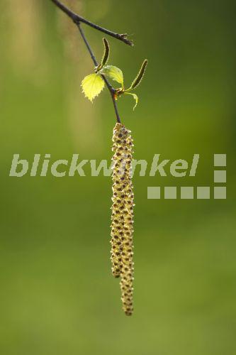 blickwinkel - Hasel, Haselstrauch, Gewoehnliche Haselnuss (Corylus ...
