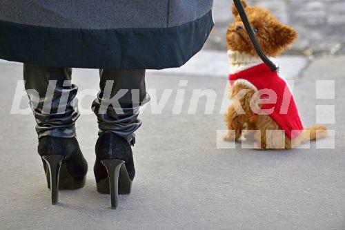 blickwinkel - Haushund (Canis lupus f. familiaris), kleiner Hund mit ...