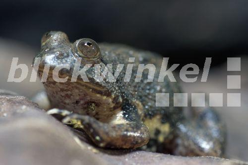 blickwinkel - Indonesischer Schwimmfrosch (Occidozyga lima ...