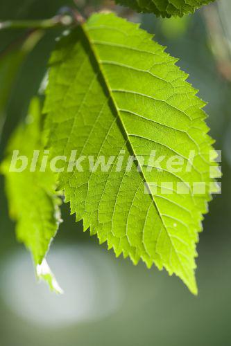 blickwinkel - Kirschbaum, Kirsch-Baum (Prunus avium), Blatt am Baum im ...