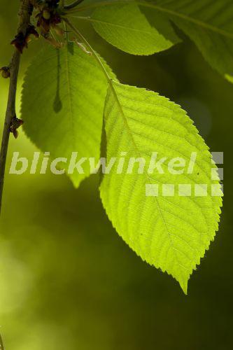 blickwinkel - Kirschbaum, Kirsch-Baum (Prunus avium), Blaetter am Baum ...